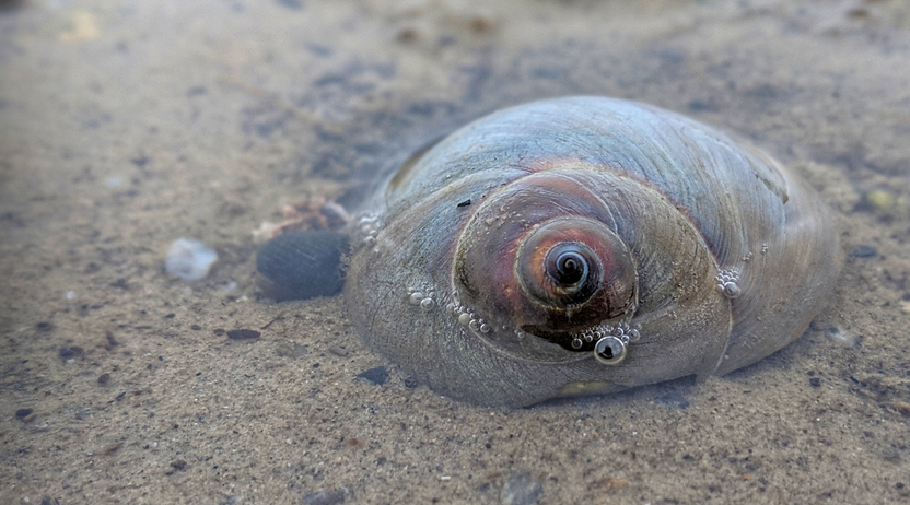 Essence of Success Insights & Inspiration | Pacific Essences