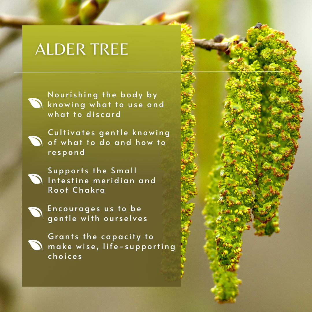 Shop Alder Tree Essence | Pacific Essences