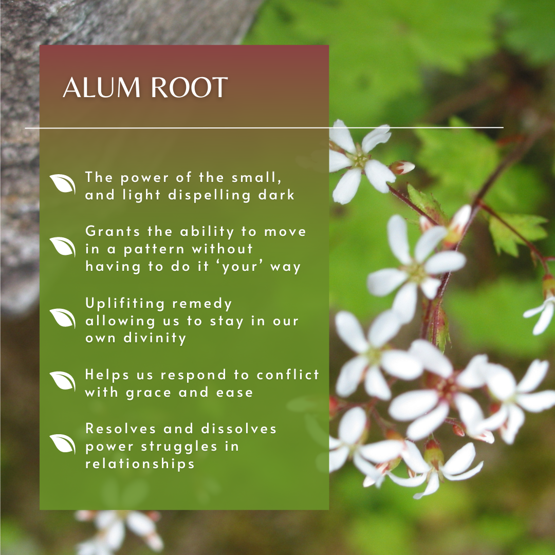 Alum Root Flower Essence | Pacific Essences