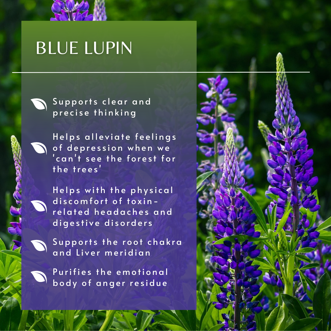 Blue Lupin Flower Essence – Pacific Essences