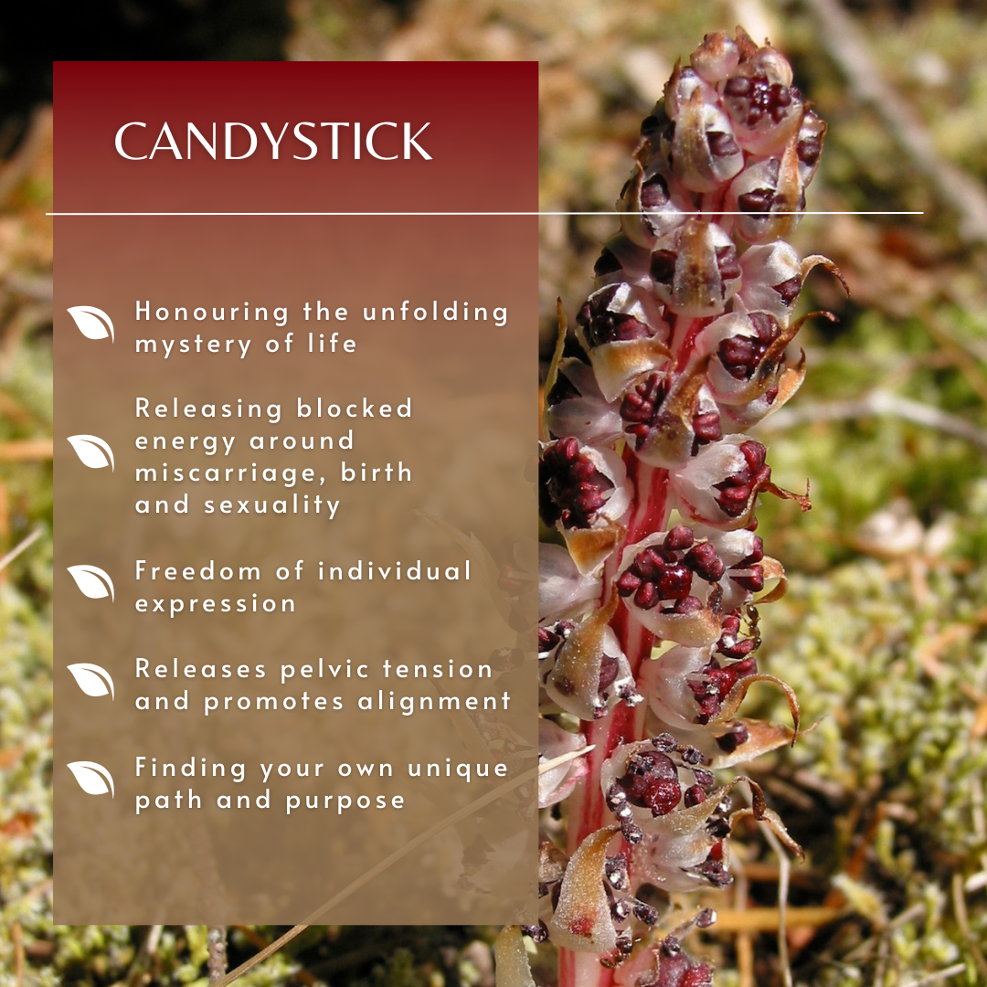 Candystick Flower Essence – Pacific Essences