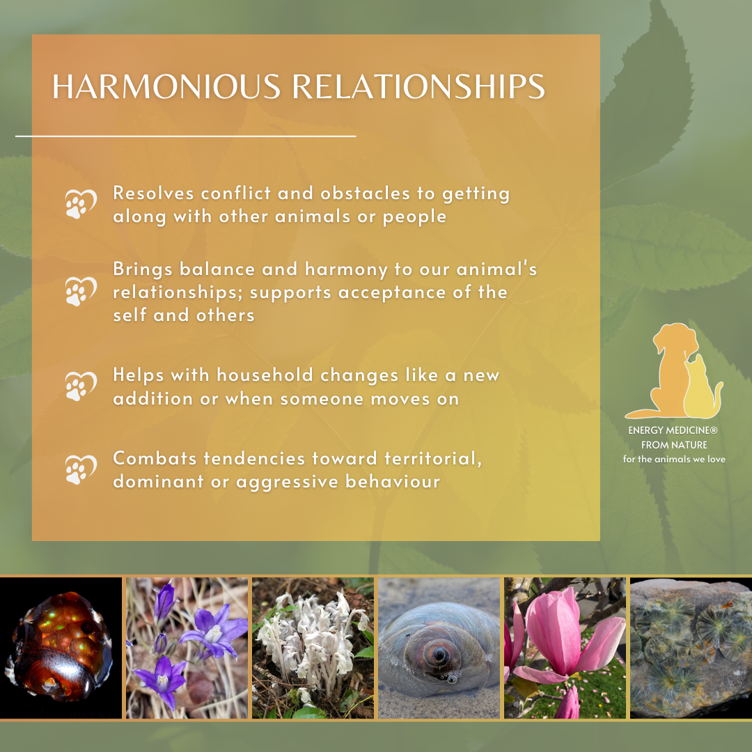 Harmonious Relationships for Animals – Pacific Essences