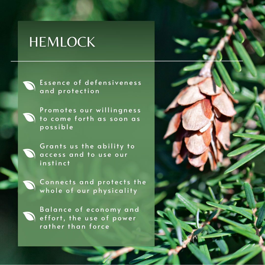 Hemlock Tree Essence – Pacific Essences