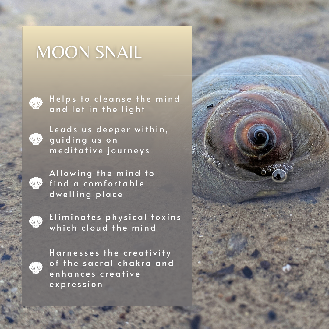 Moon Snail Sea Essence – Pacific Essences