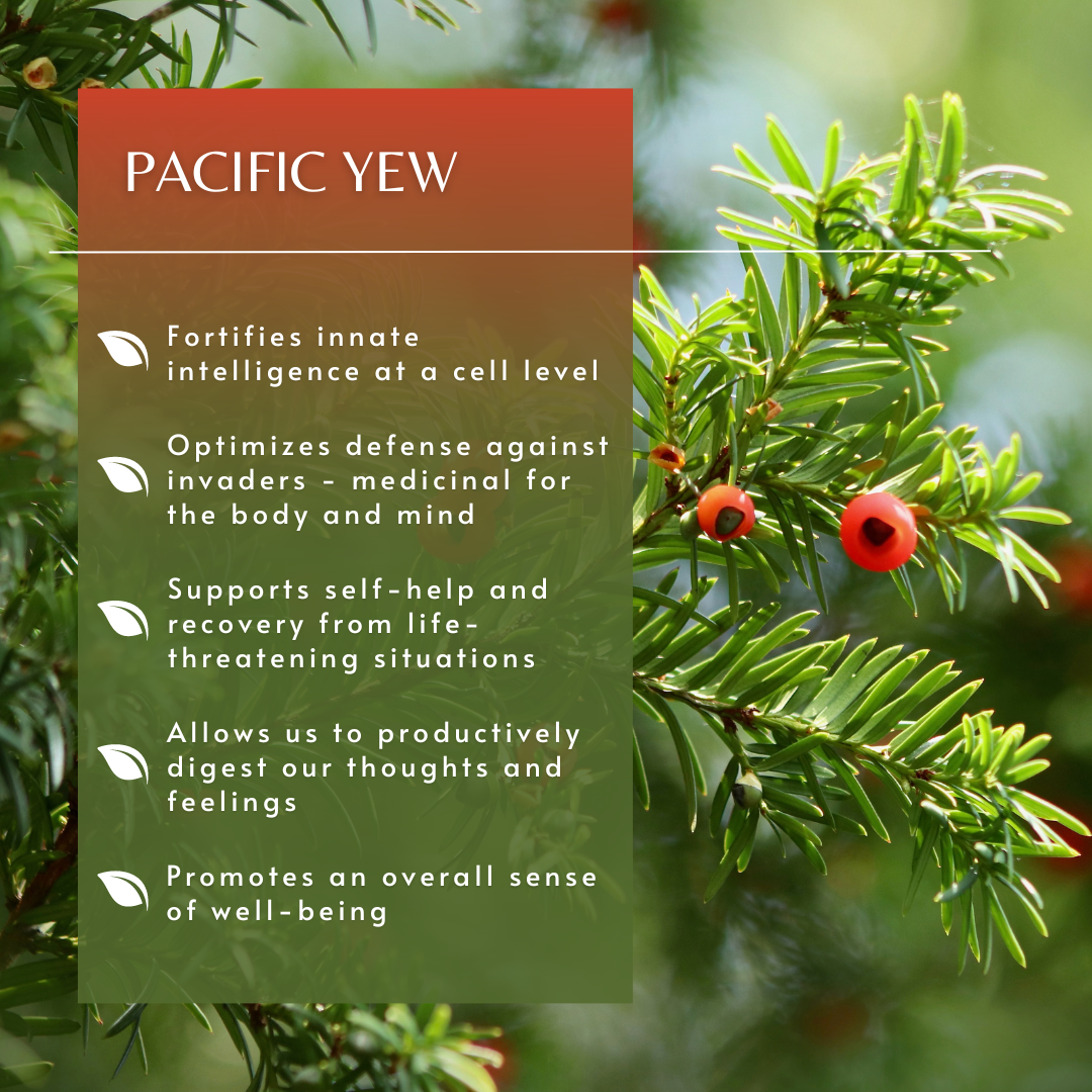 Pacific Yew Tree Essence – Pacific Essences