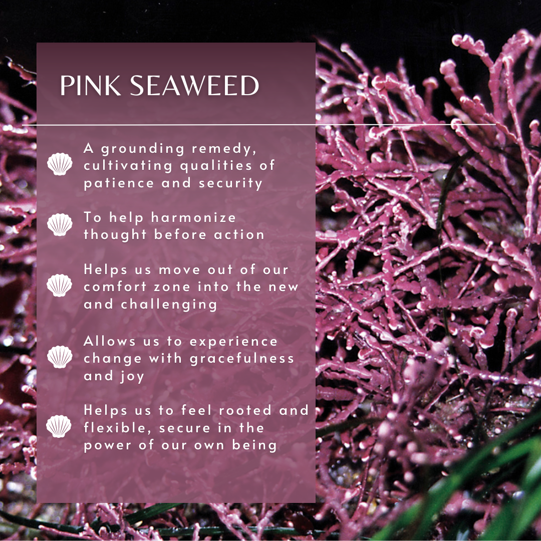 Pink Seaweed Sea Essence – Pacific Essences