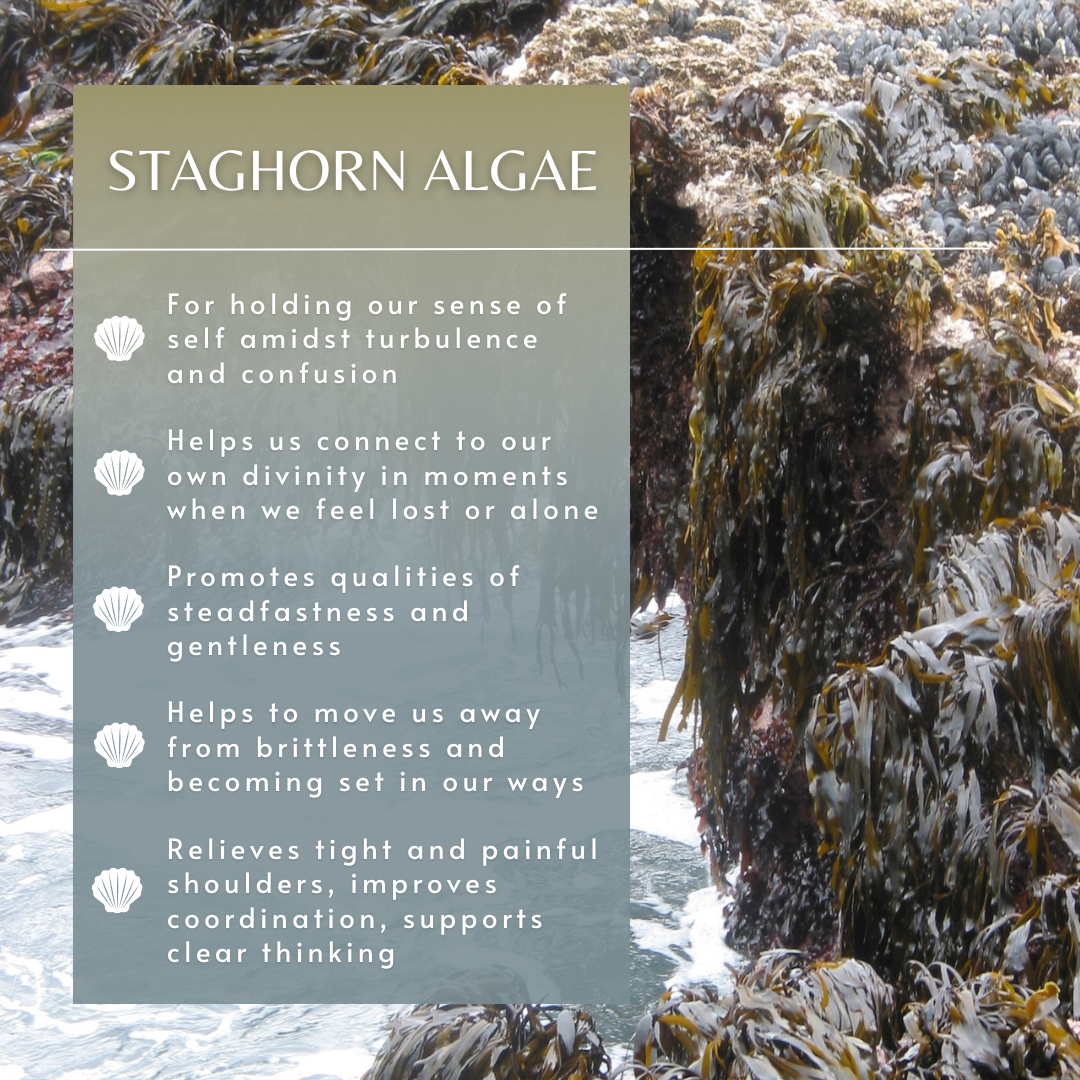 Staghorn Algae Sea Essence – Pacific Essences