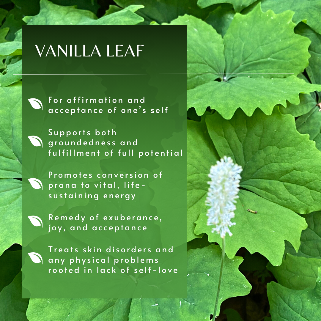Vanilla Leaf Flower Essence – Pacific Essences