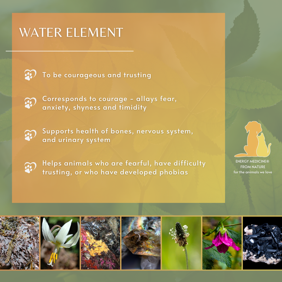 Water Element | Animal Essence – Pacific Essences
