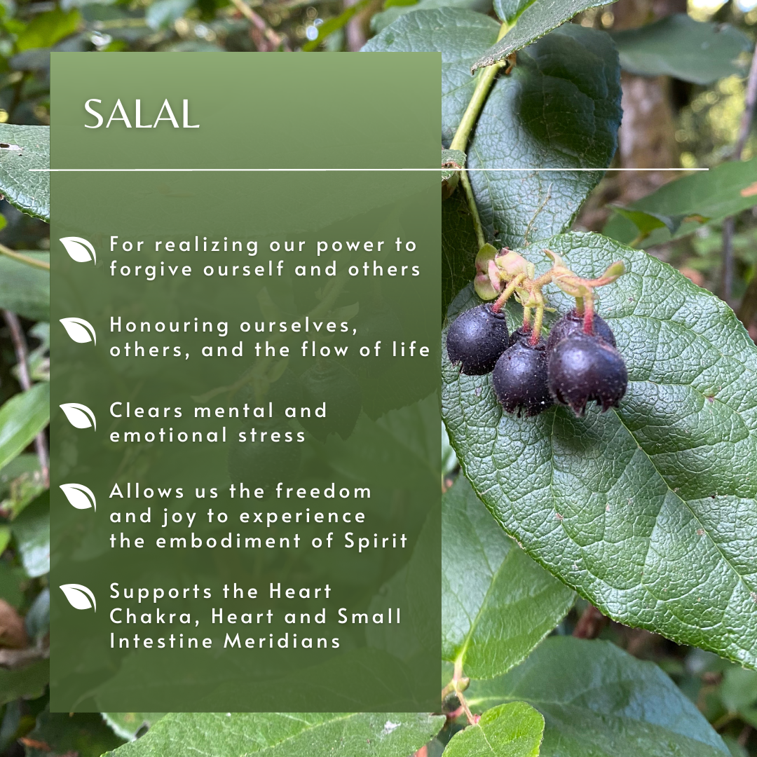 Salal Flower Essence – Pacific Essences