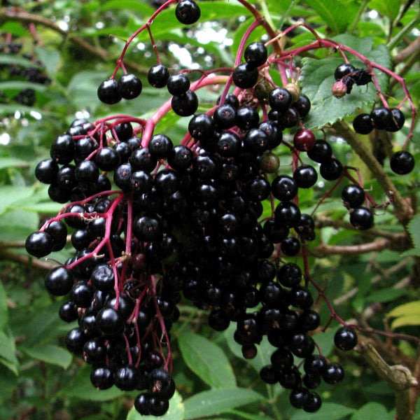 Elderberry | Tree Essence – Pacific Essences