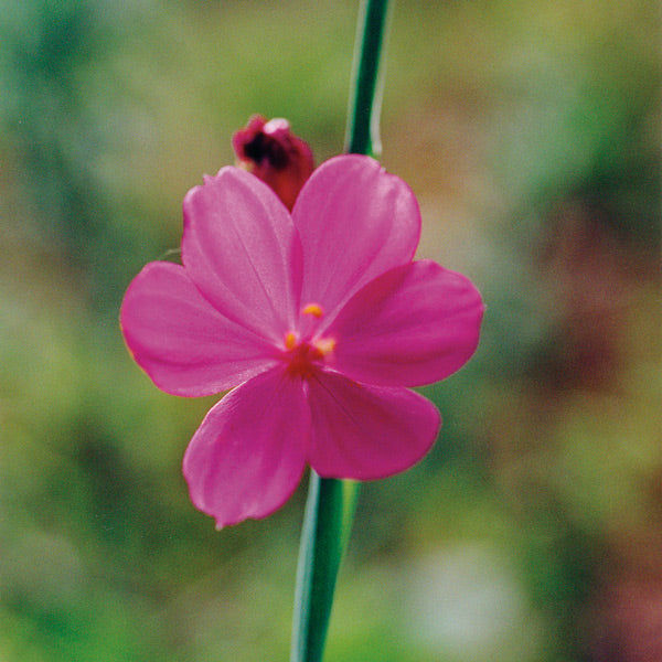 Grass Widow Flower Essence | Pacific Essences
