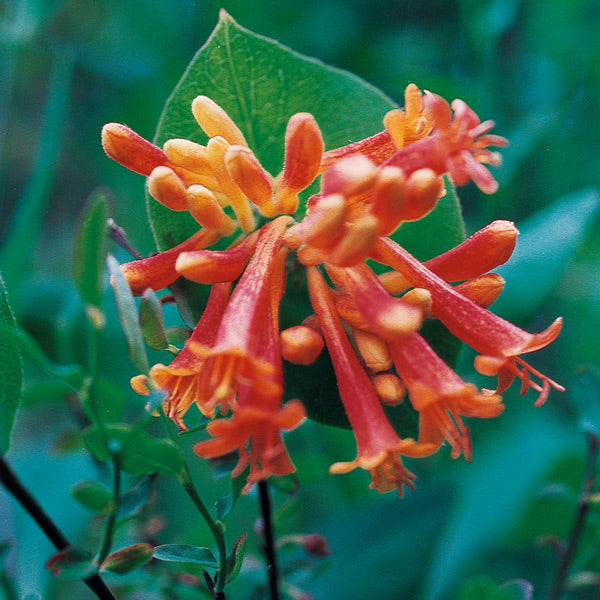 Orange Honeysuckle Flower Essence – Pacific Essences